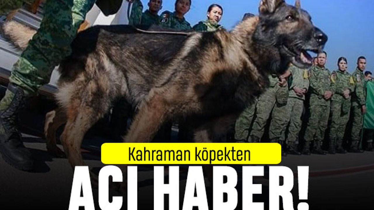 Meksika'dan gelen arama kurtarma köpeği Proteo öldü - Yaşam Gazetesi Meksika'dan gelen arama kurtarma köpeği Proteo öldü - Yaşam Gazetesi