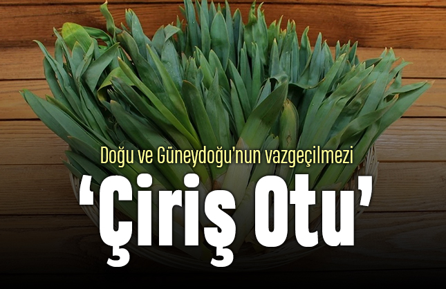 Doğu ve Güneydoğu’nun vazgeçilmezi: Çiriş Otu - Yaşam Gazetesi